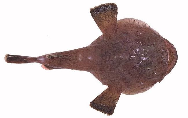 Baudroies (Lottes) – Méditerranée Sauvage