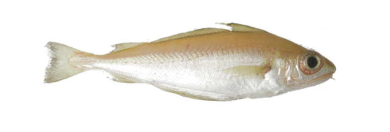 Capelan de Méditerranée – Méditerranée Sauvage