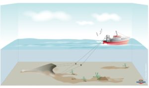 Les métiers du chalut – Méditerranée Sauvage