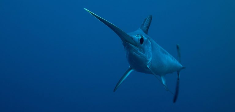 Espadon – Méditerranée Sauvage