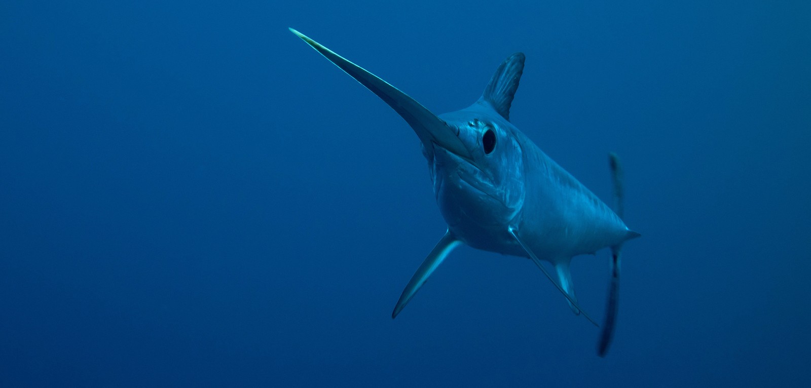 Espadon – Méditerranée Sauvage