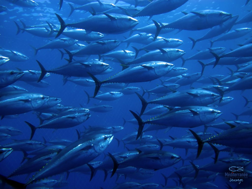 Thon rouge de l’Atlantique – Méditerranée Sauvage
