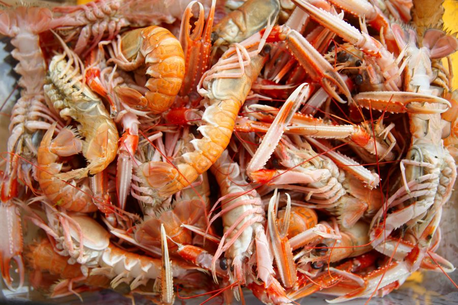 Langoustine – Méditerranée Sauvage