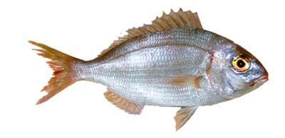 Pageots – Méditerranée Sauvage