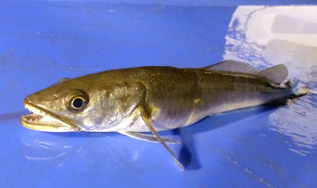 Merlu commun – Méditerranée Sauvage