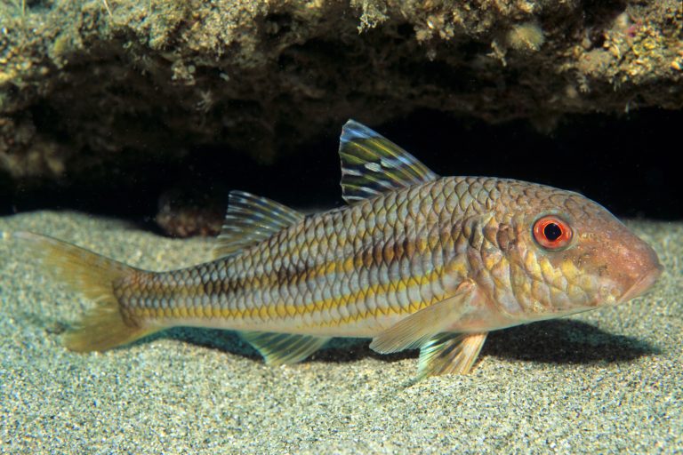Rouget barbet de roche – Méditerranée Sauvage